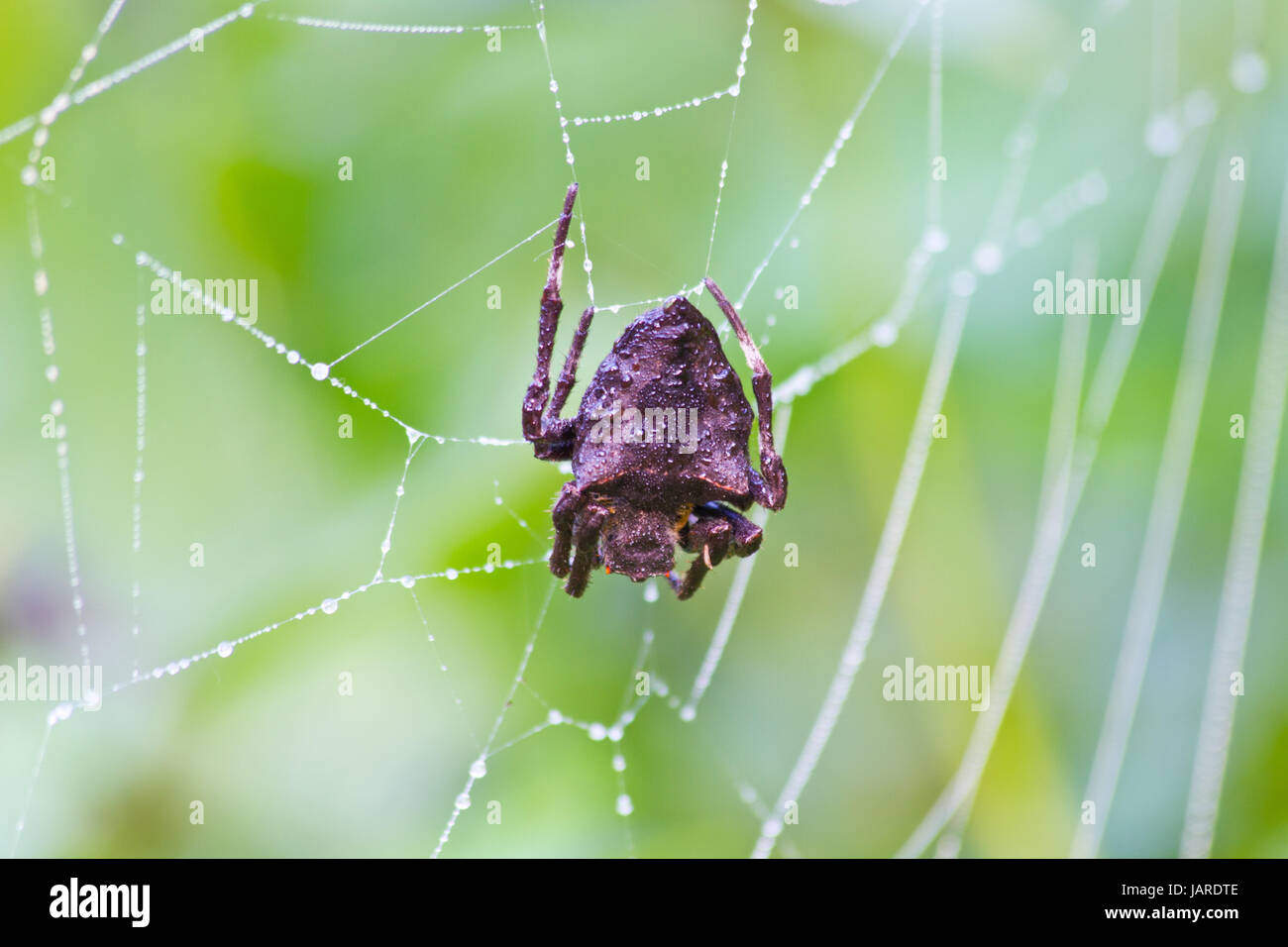 Big jaw spider hi-res stock photography and images - Alamy