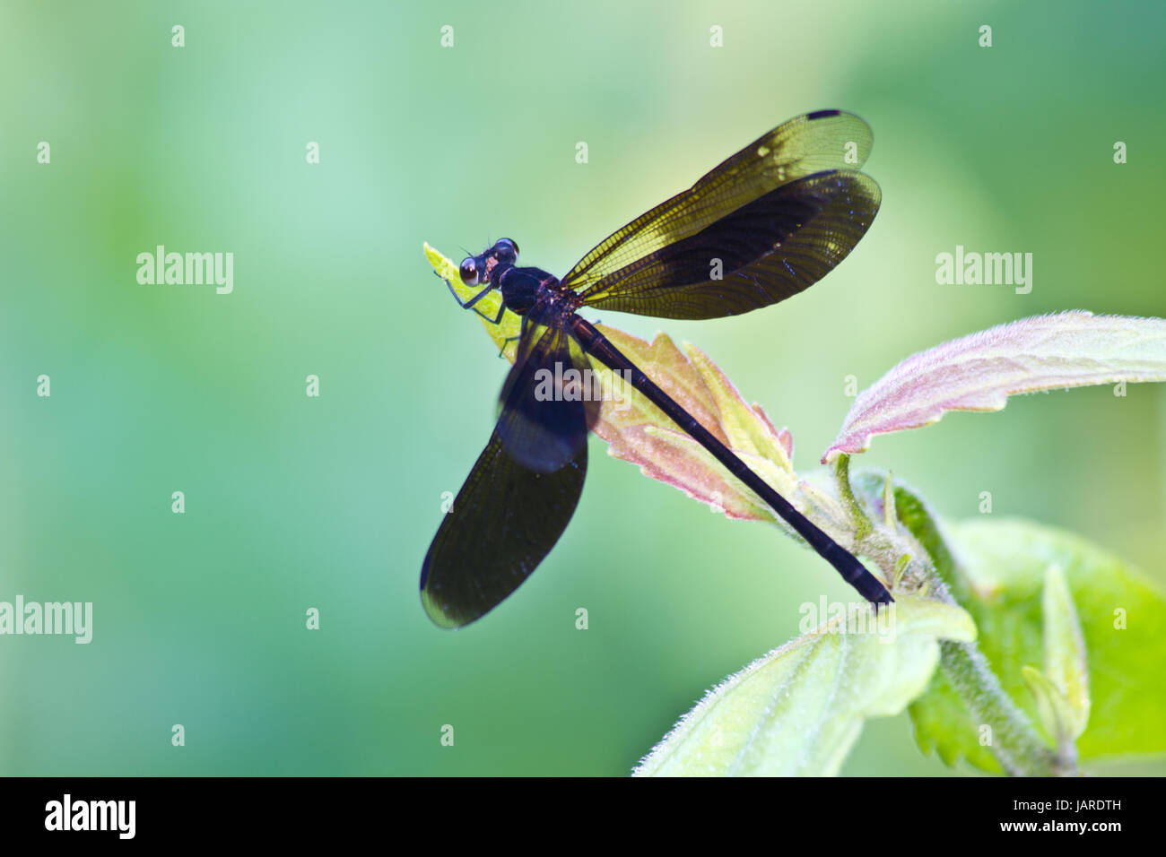 dragonfly on tree branch in wild nature Stock Photo - Alamy