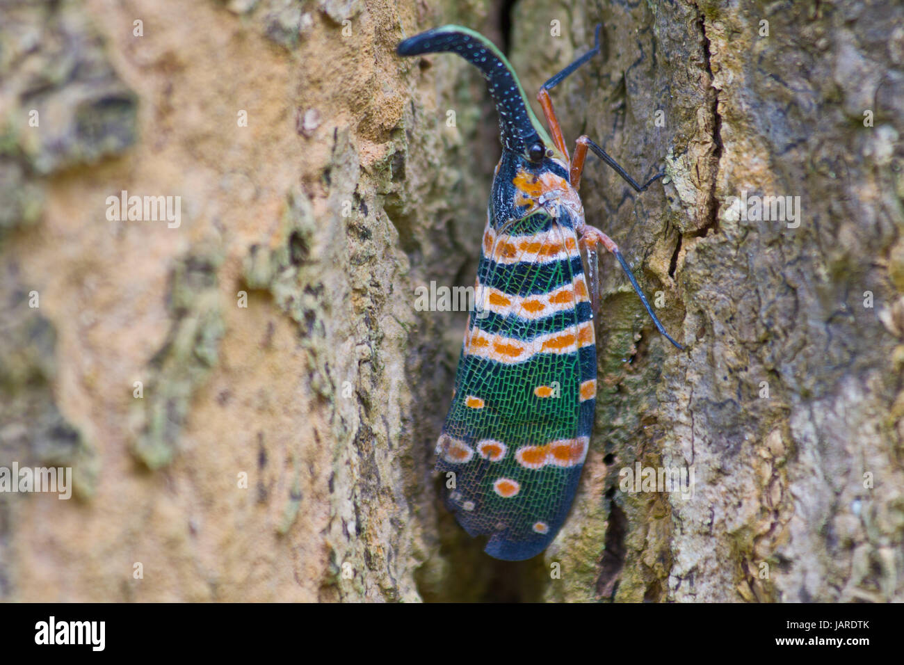 Lanternflies hi-res stock photography and images - Alamy