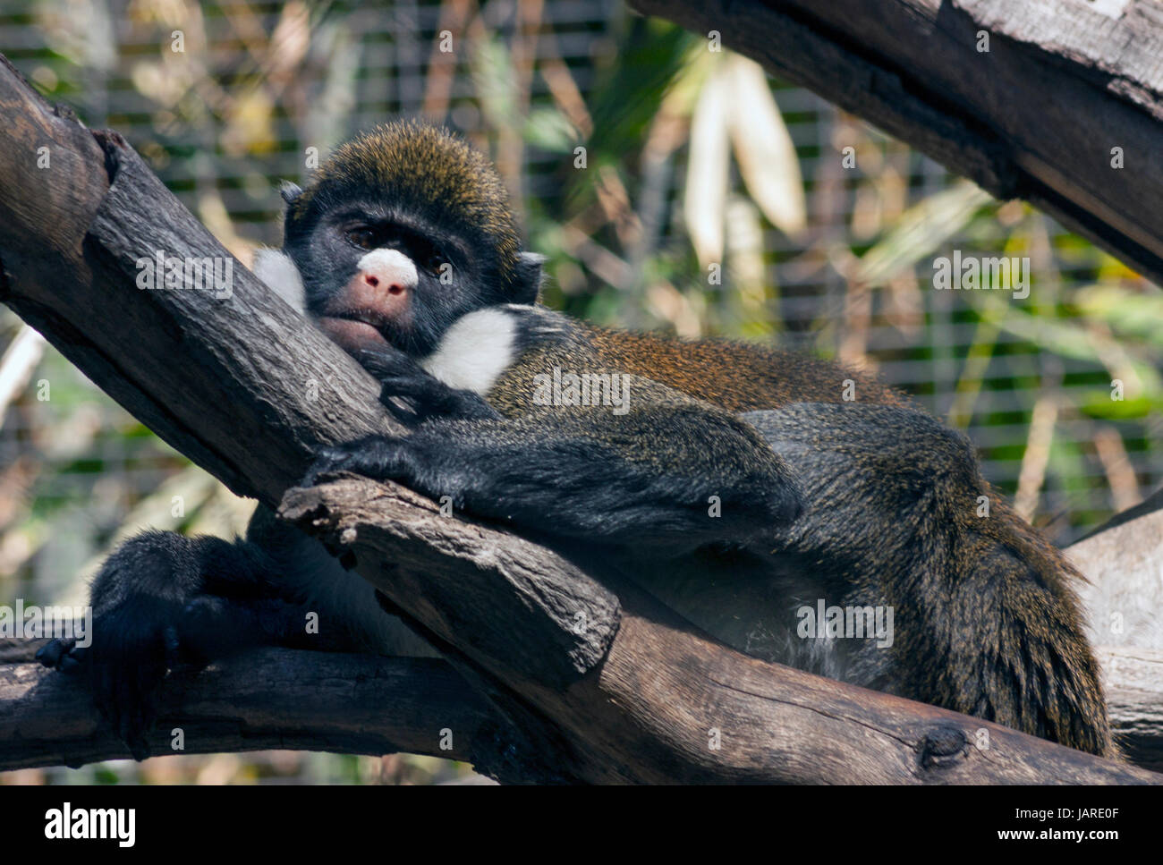 Monkey hiding his face hi-res stock photography and images - Alamy