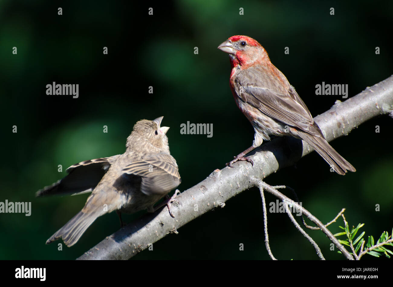 Male house finch feeding hi-res stock photography and images - Alamy