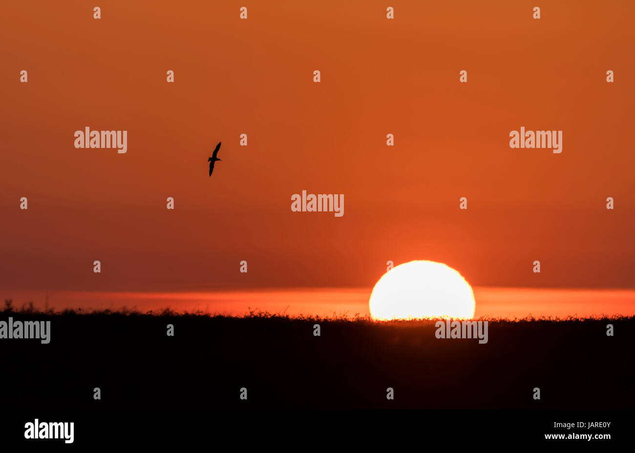Skokholm island hi-res stock photography and images - Alamy