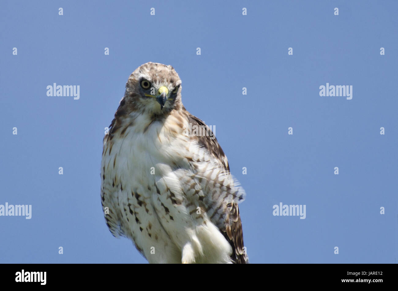 Close Up of a Red-Tailed Hawk Stock Photo - Alamy