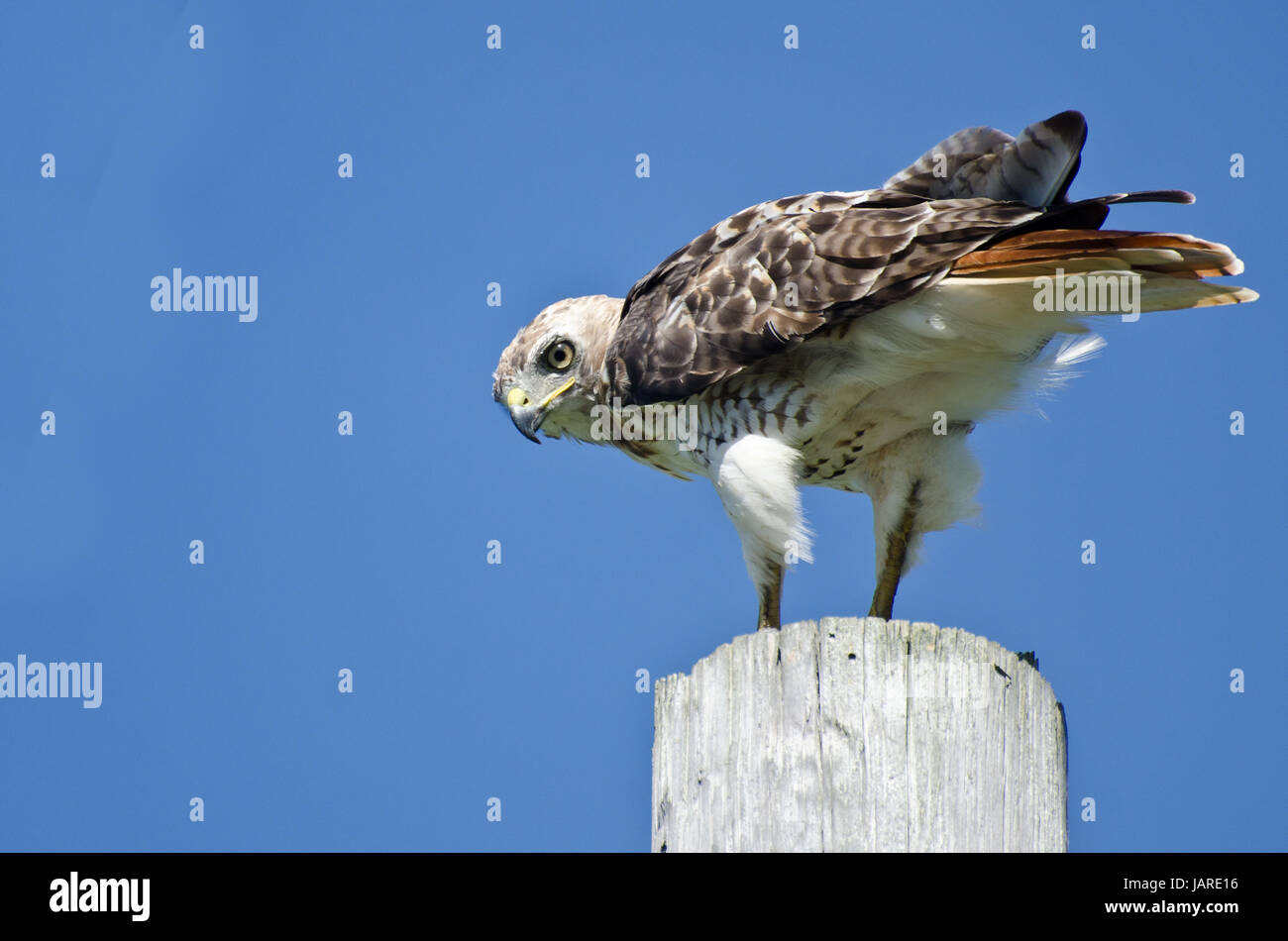 Red-Tailed Hawk Perched on a Pole Stock Photo - Alamy