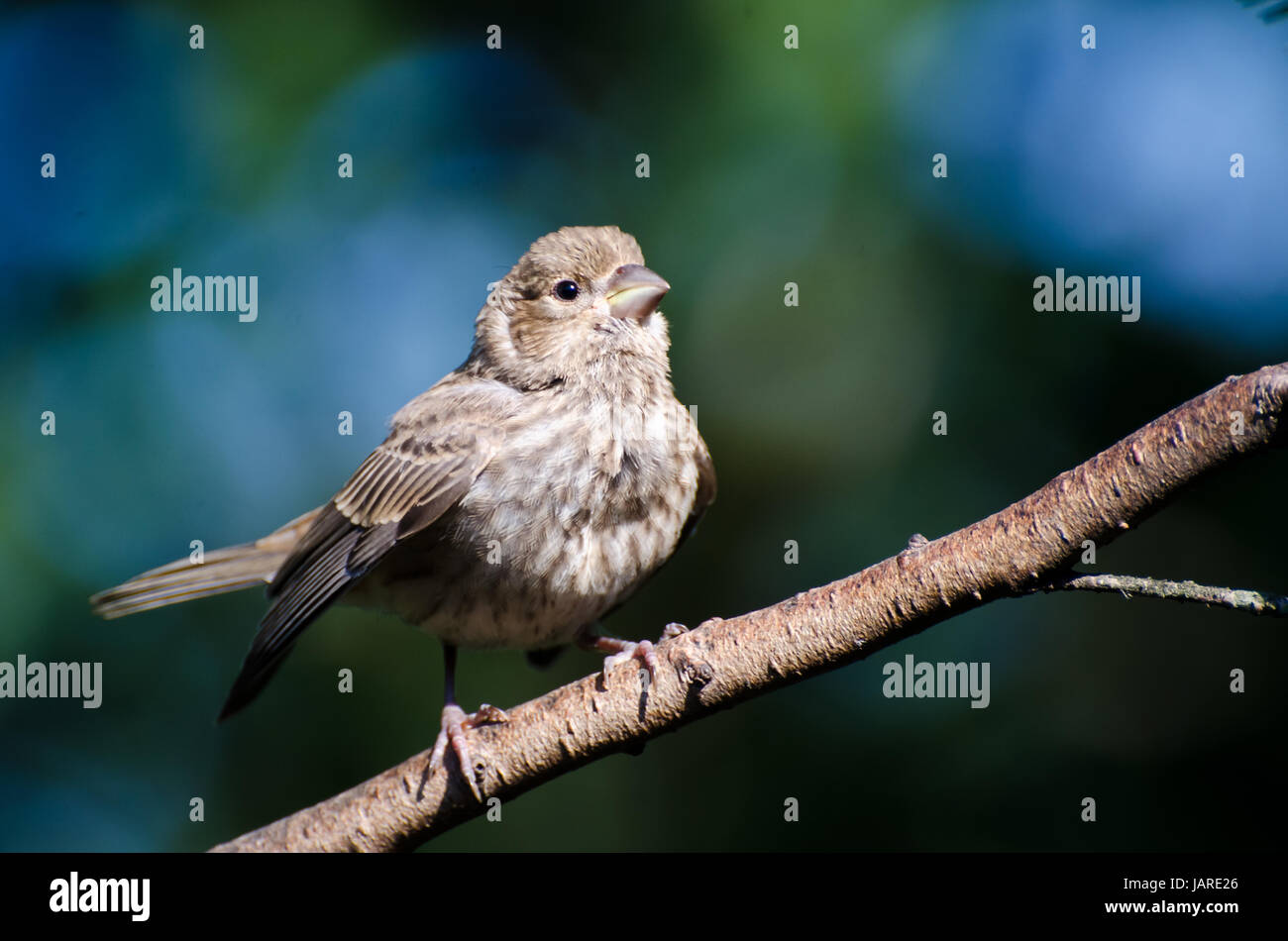 Fledgling house finch hi-res stock photography and images - Alamy