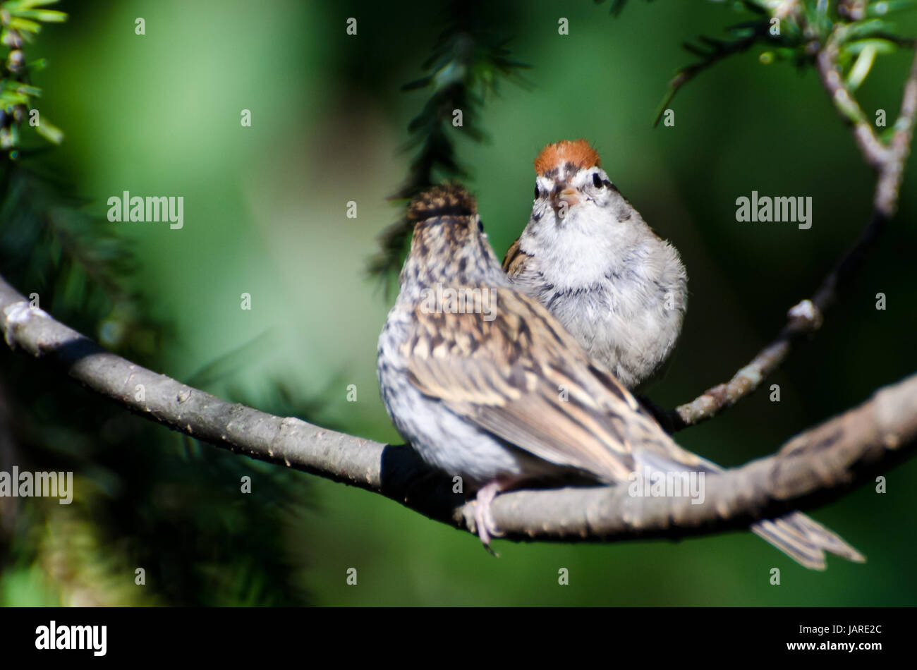 Parent and Young Chipping Sparrow Stock Photo - Alamy