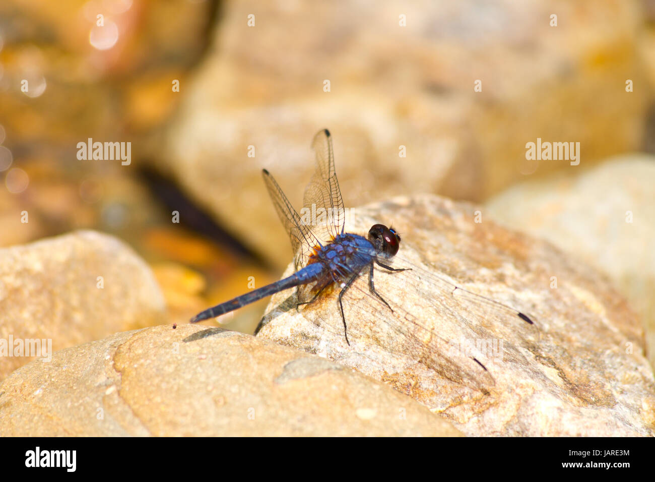 dragonfly resting on stone near river in forest Stock Photo - Alamy