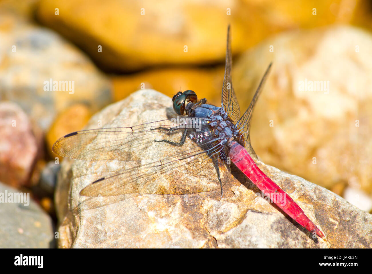 dragonfly resting on stone near river in forest Stock Photo - Alamy