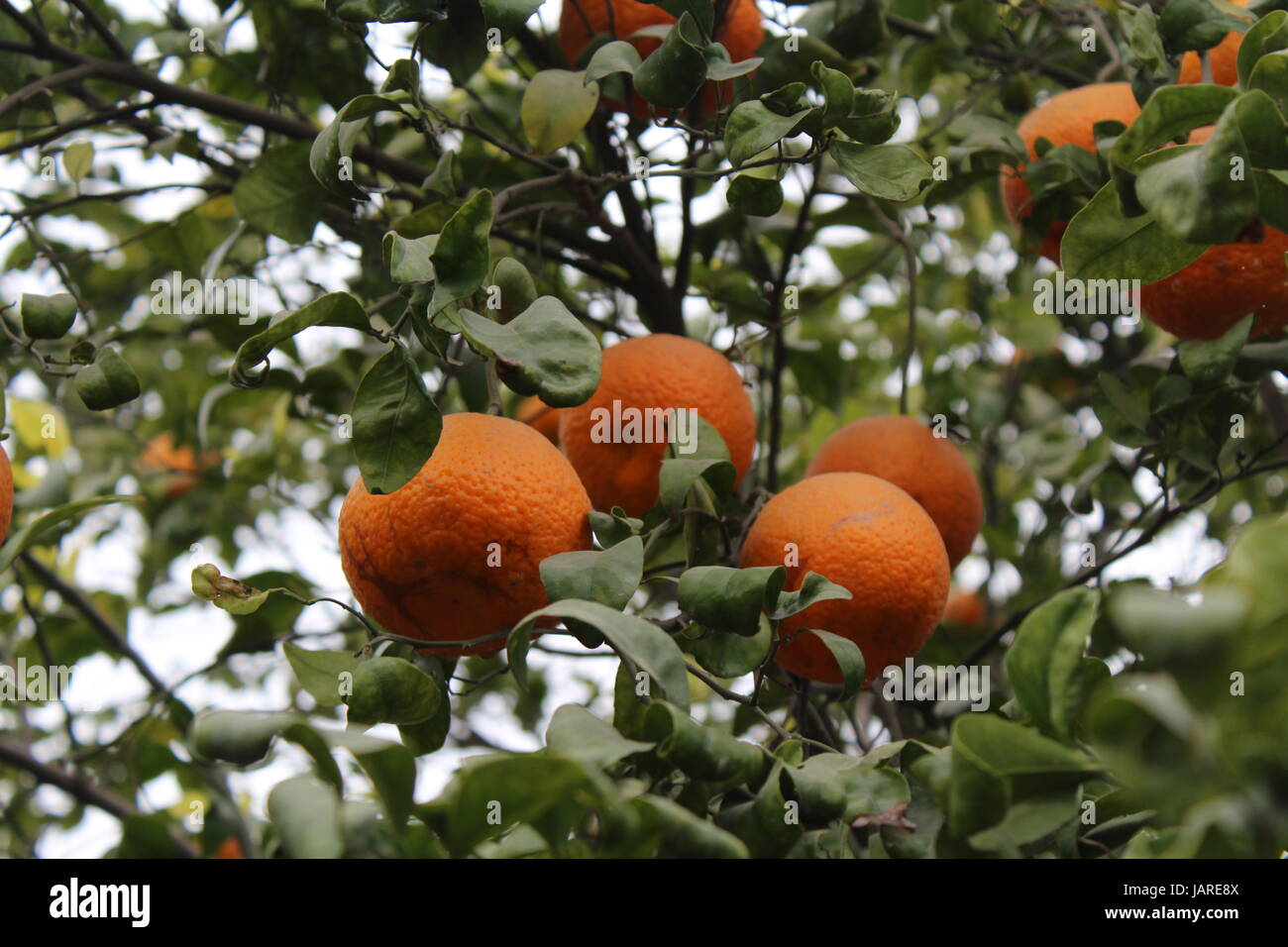 oranges on a tree Stock Photo - Alamy