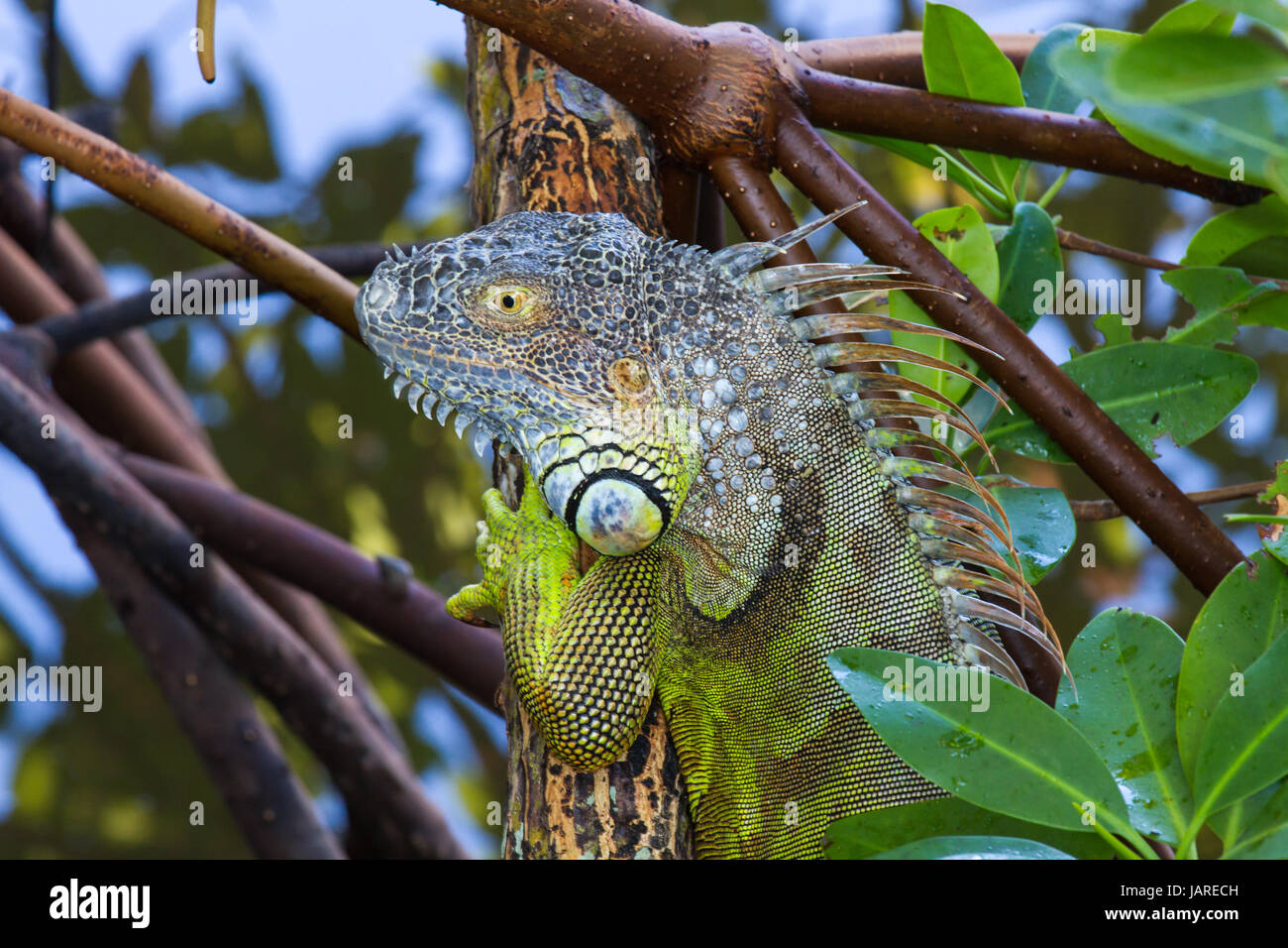 Grüner Leguan klettert an einem Baumstamm empor. Green Iguana climbing ...