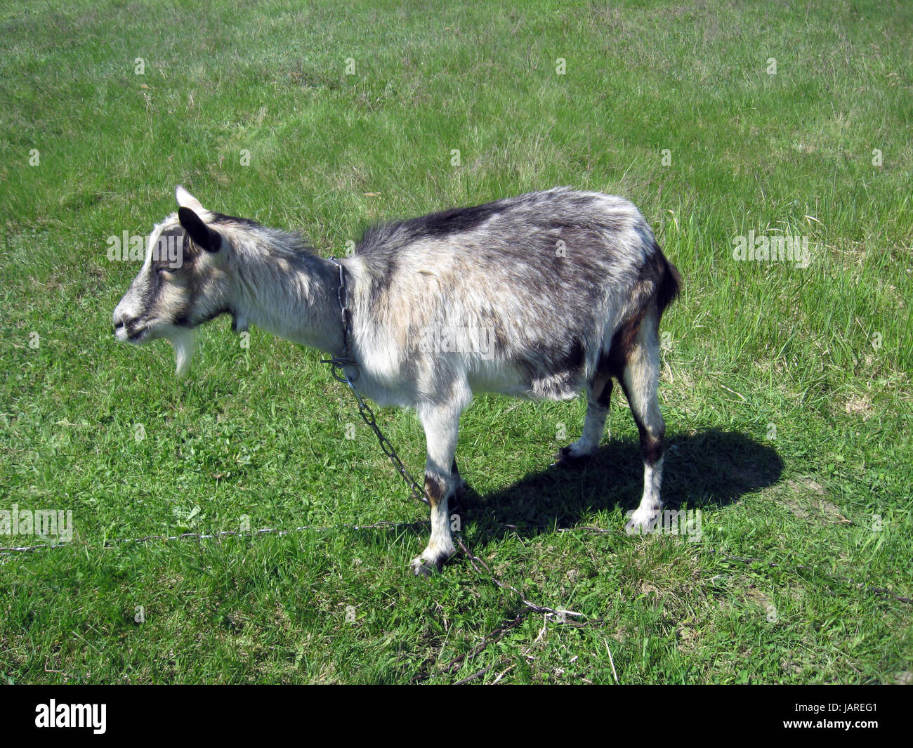 gray goat standing on the green pasture Stock Photo - Alamy