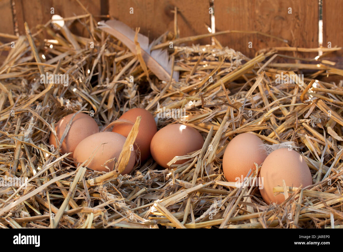 Freiland eggs hi-res stock photography and images - Alamy