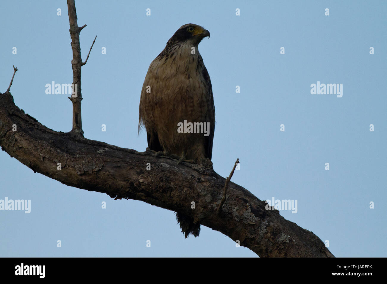 Oriental Honey Buzzard or Modhu Chil or Modhubaj at the Sundarbans, a ...