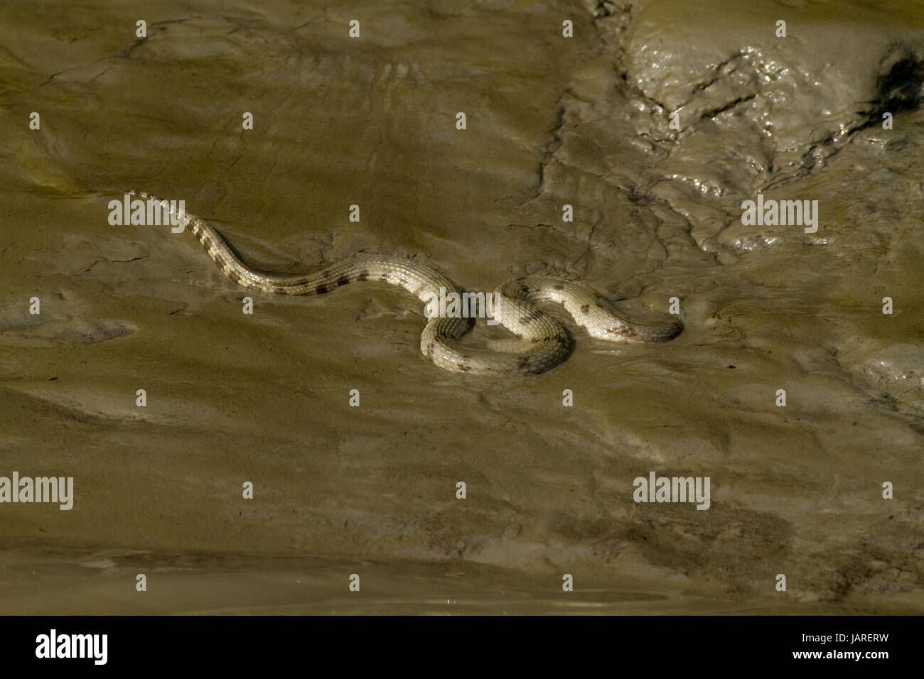 Dog-Faced Water Snake or Maicha Shap at the Sundarbans, a UNESCO world ...