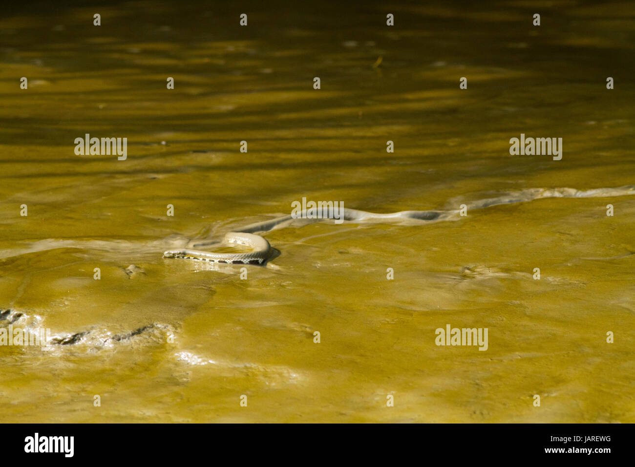 Dog-Faced Water Snake or Maicha Shap at the Sundarbans, a UNESCO world ...