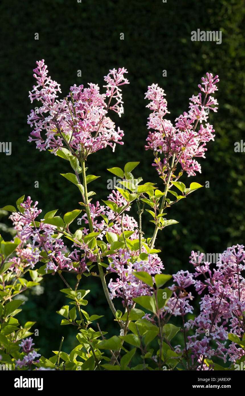 Dwarf lilac hi-res stock photography and images - Alamy