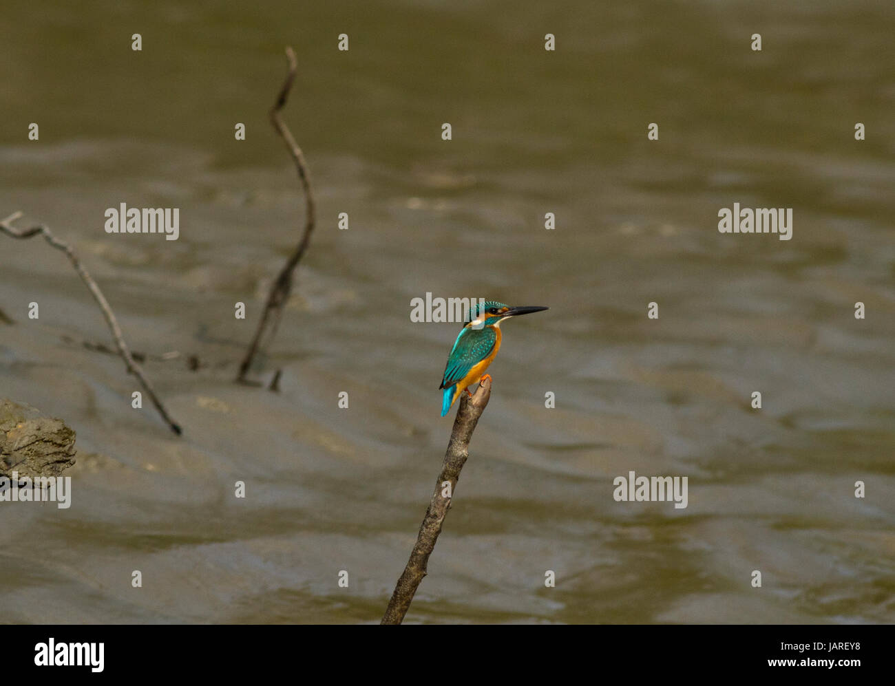 Common Kingfisher locally called Choto Machranga at the Sundarbans, a ...