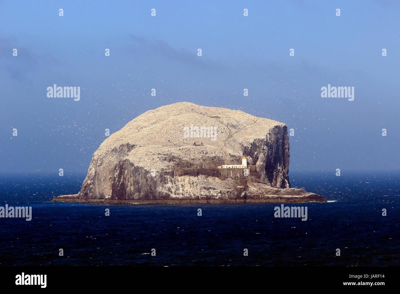 Bass rock bird reserve hi-res stock photography and images - Alamy