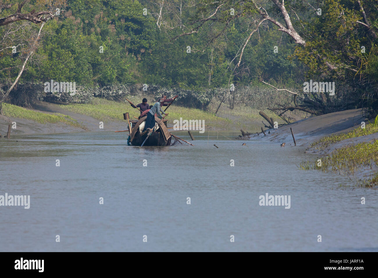 Fishermen fishing with otters in the Sundarbans, a UNESCO World ...