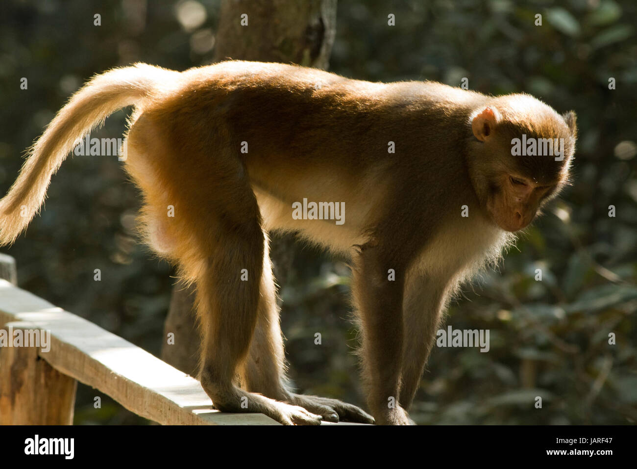 Kota banor hi-res stock photography and images - Alamy