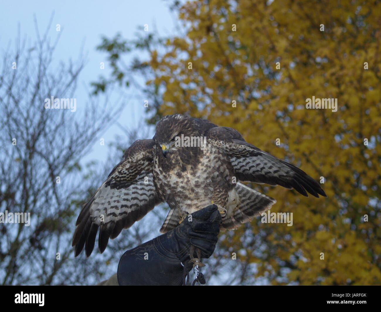 buzzard - falconry Stock Photo - Alamy