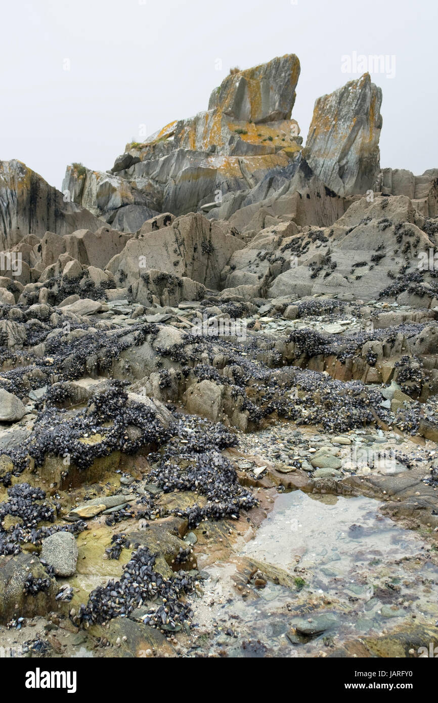lots of sea shells and barnacles at a rock formation in Brittany ...