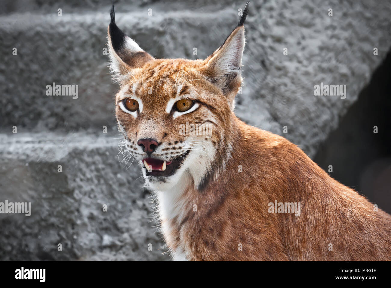 Beautiful photo of graceful big cat Lynx Stock Photo - Alamy