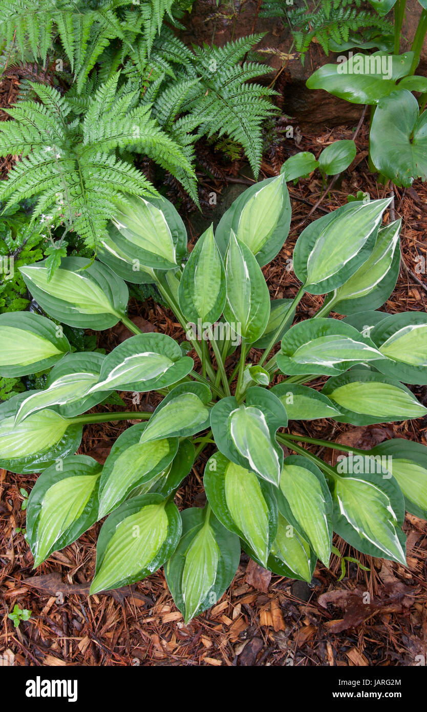 Pattern of hosta leaves hi-res stock photography and images - Alamy
