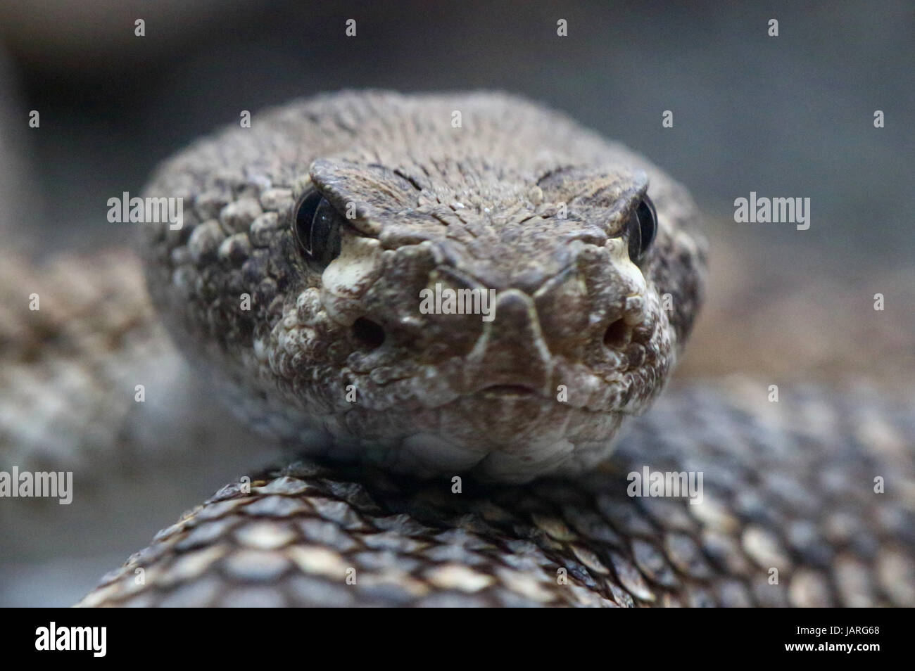 Evil snake hi-res stock photography and images - Alamy