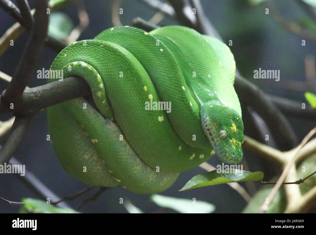 Evil snake hi-res stock photography and images - Alamy