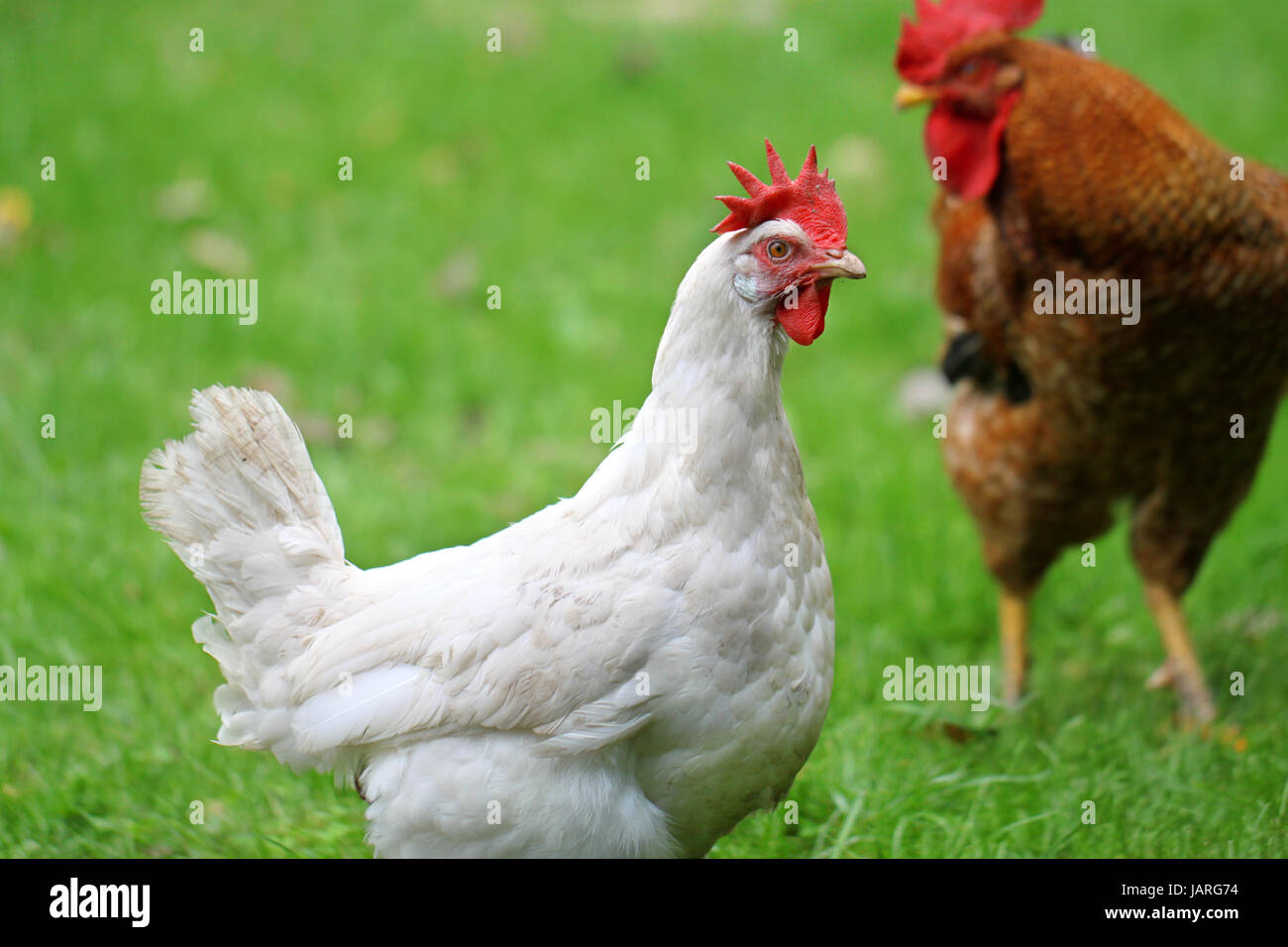 White chicken walking on green field Stock Photo - Alamy