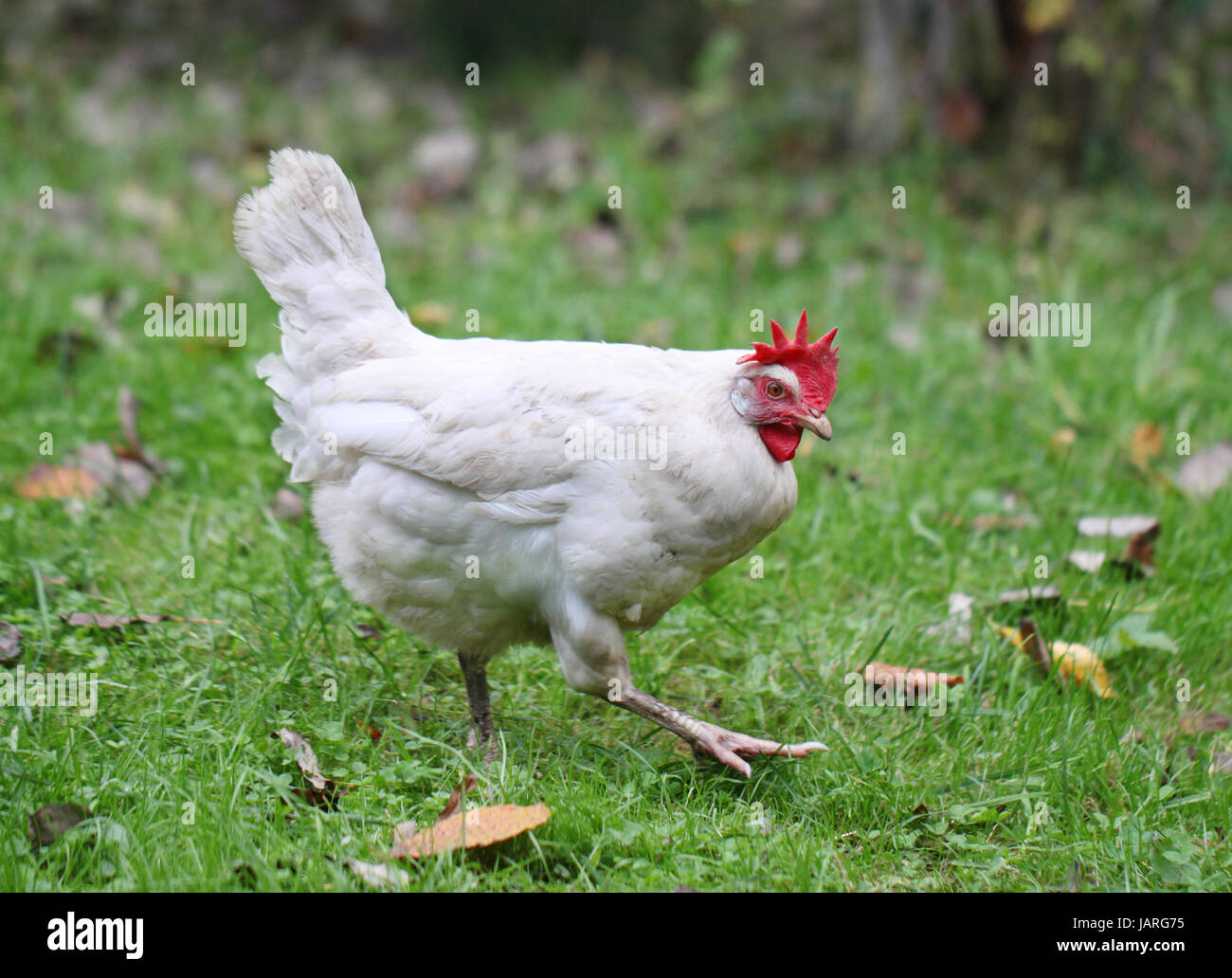 White chicken walking on green field Stock Photo - Alamy