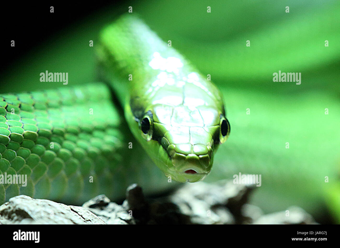 Evil snake hi-res stock photography and images - Alamy