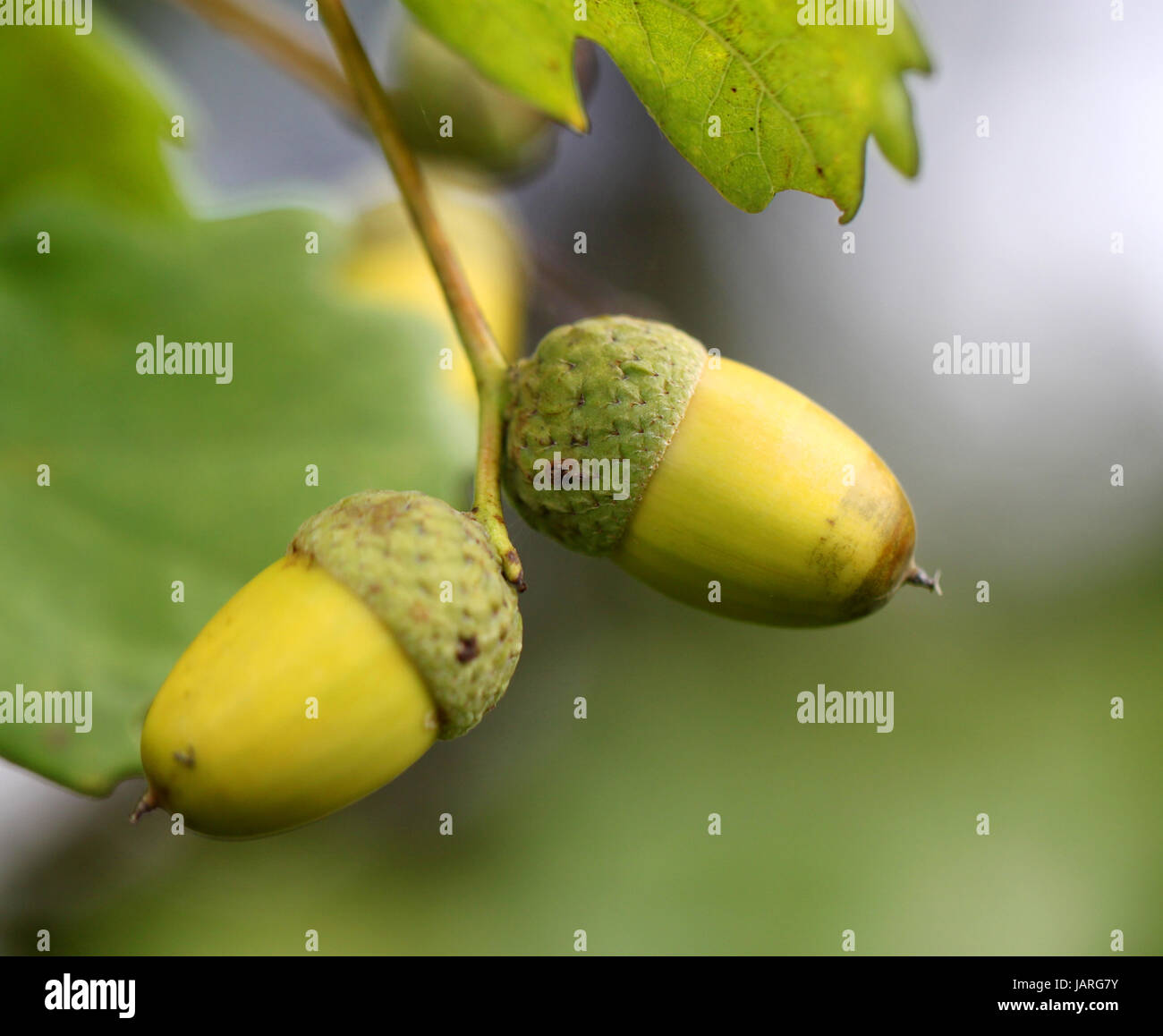 Oak twig three acorns hi-res stock photography and images - Alamy