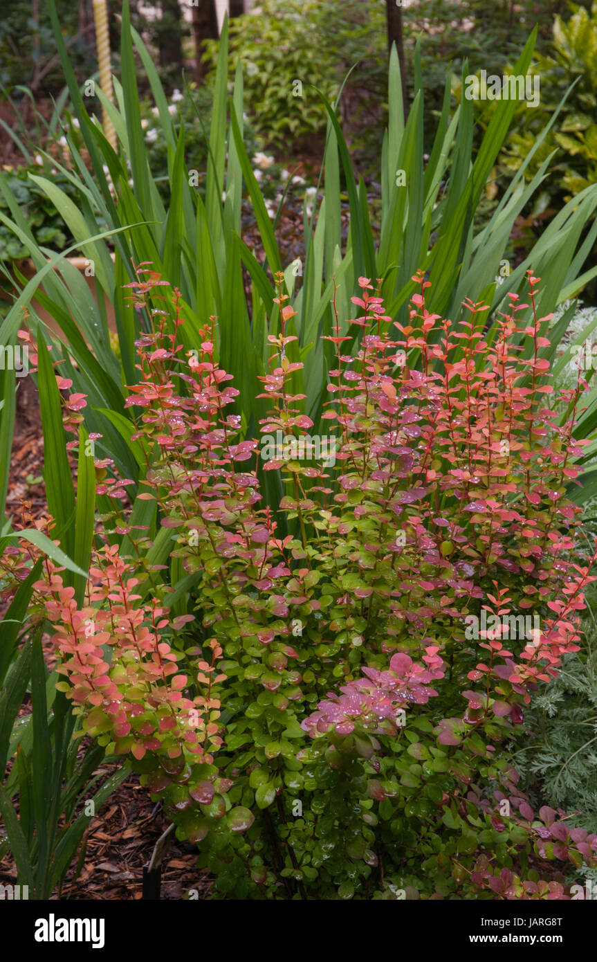 Berberis thunbergii Orange Rocket , Barberry Stock Photo - Alamy