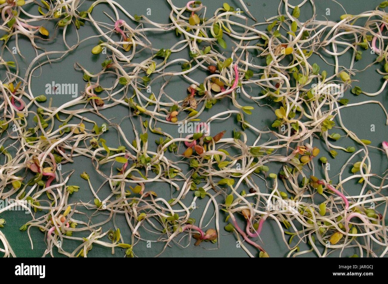 Seed sprouted hi-res stock photography and images - Alamy