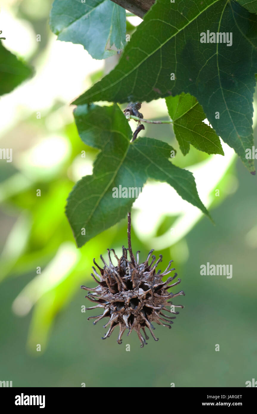 Sweetgum seeds hi-res stock photography and images - Alamy
