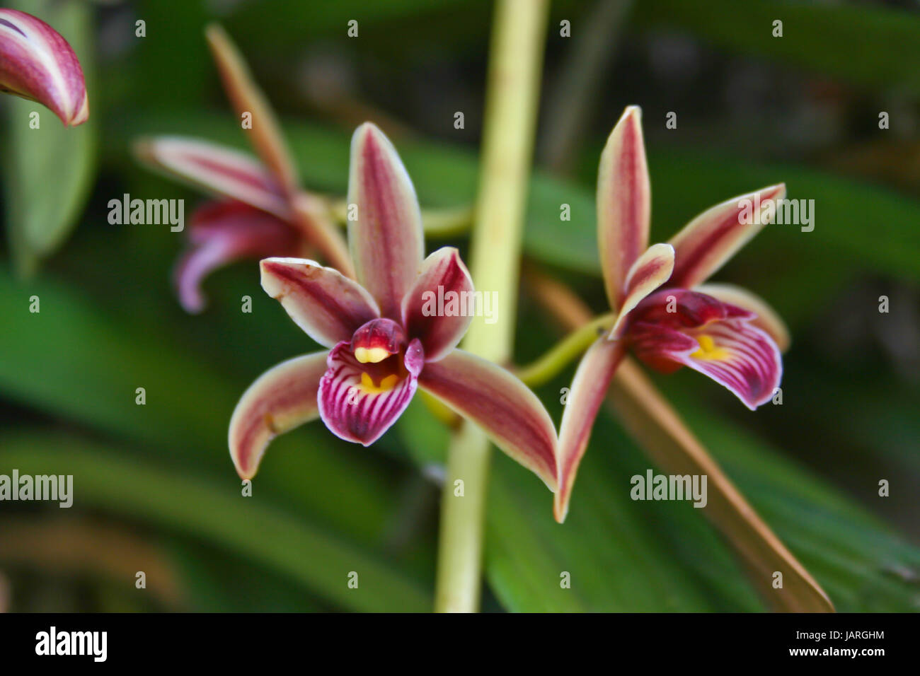 Cymbidium aloifolium Rare species wild orchids in forest of Thailand ...
