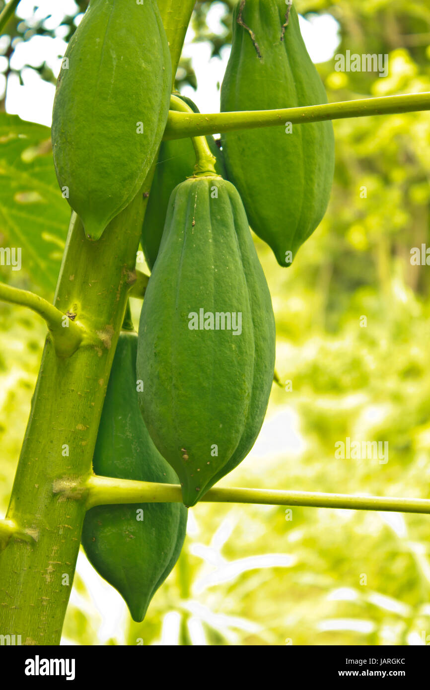 Papaya on the tree Stock Photo - Alamy