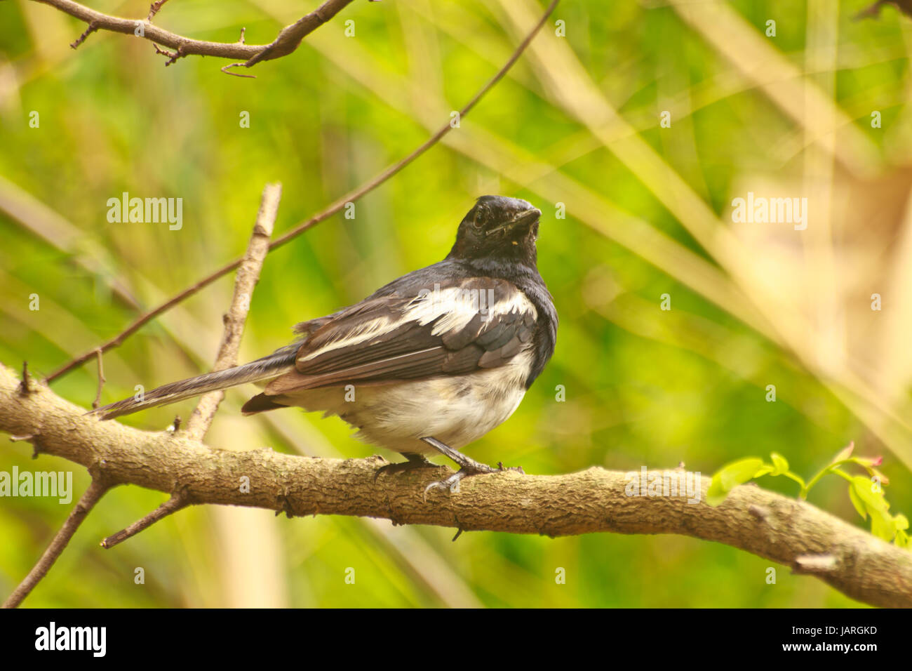 Oriental Magpie Robin in action Stock Photo - Alamy