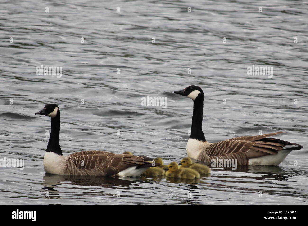 Canada goose ( brunt canadensis) family, parents with young; UK Stock ...
