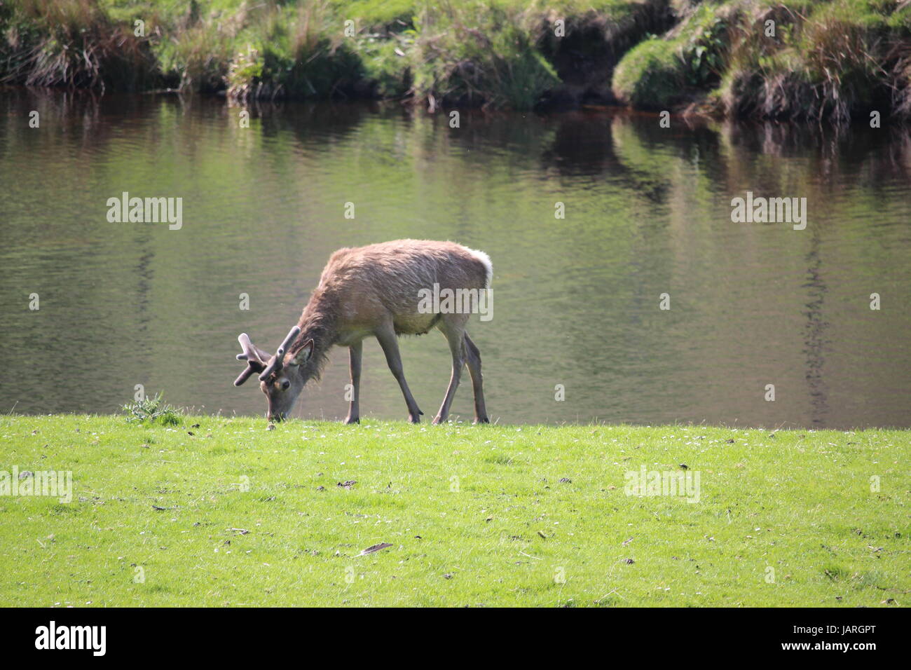 Largest native deer species hi-res stock photography and images - Alamy Largest native deer species hi-res stock photography and images - Alamy