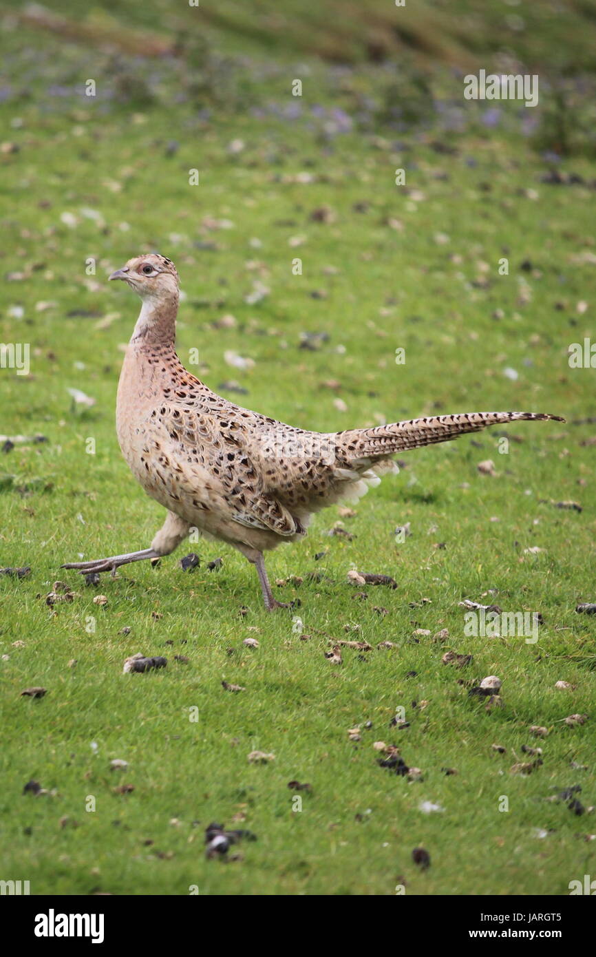 Caucasian pheasant hi-res stock photography and images - Alamy