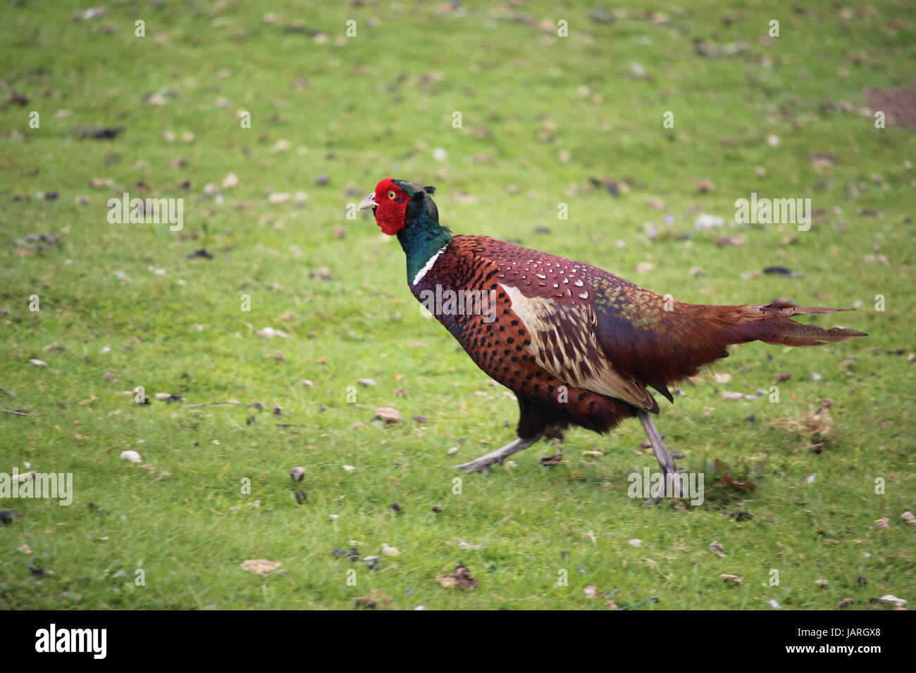 Caucasian pheasant hi-res stock photography and images - Alamy