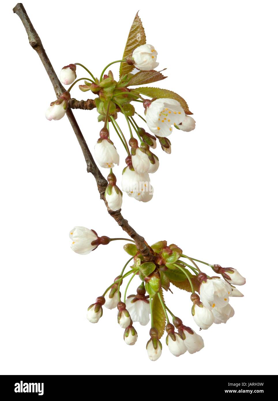 Cut-out cherry blossom on white background Stock Photo - Alamy