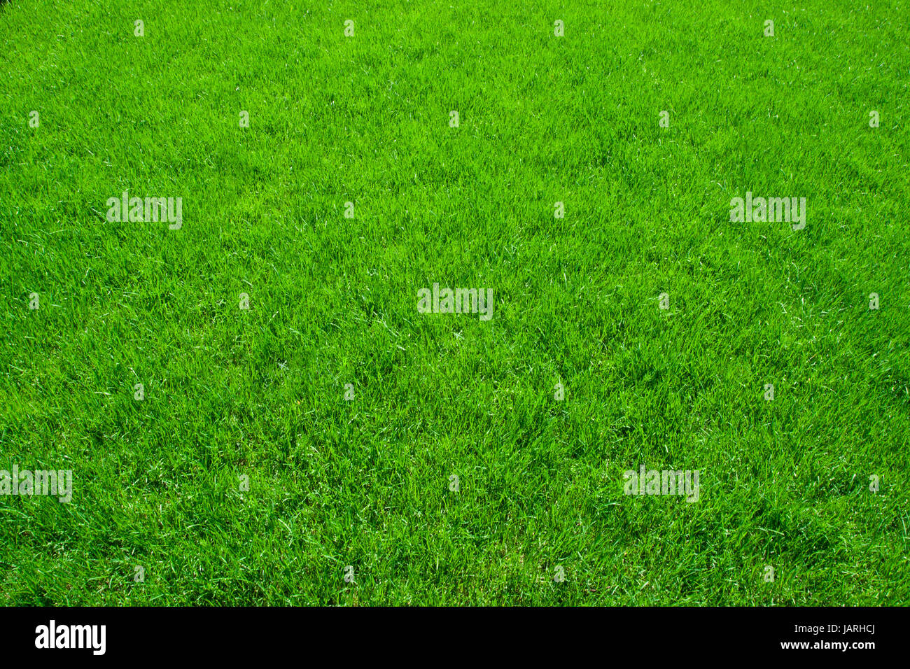Green lush grass background under bright sunlight Stock Photo - Alamy