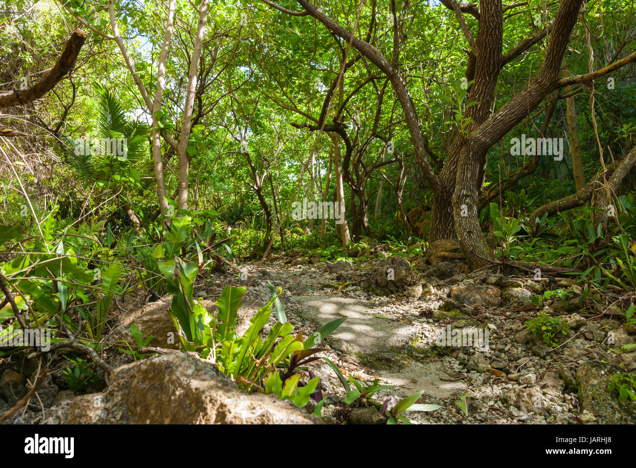 lush green tones of stunning bush walk to wonderful Matapa Chasm a ...