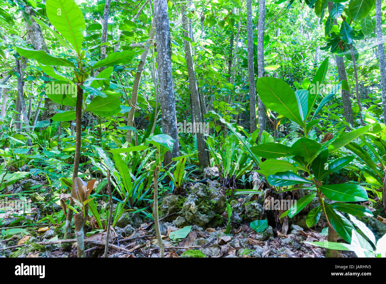 Stunning bush walk through green forest and canopy to wonderful Matapa ...