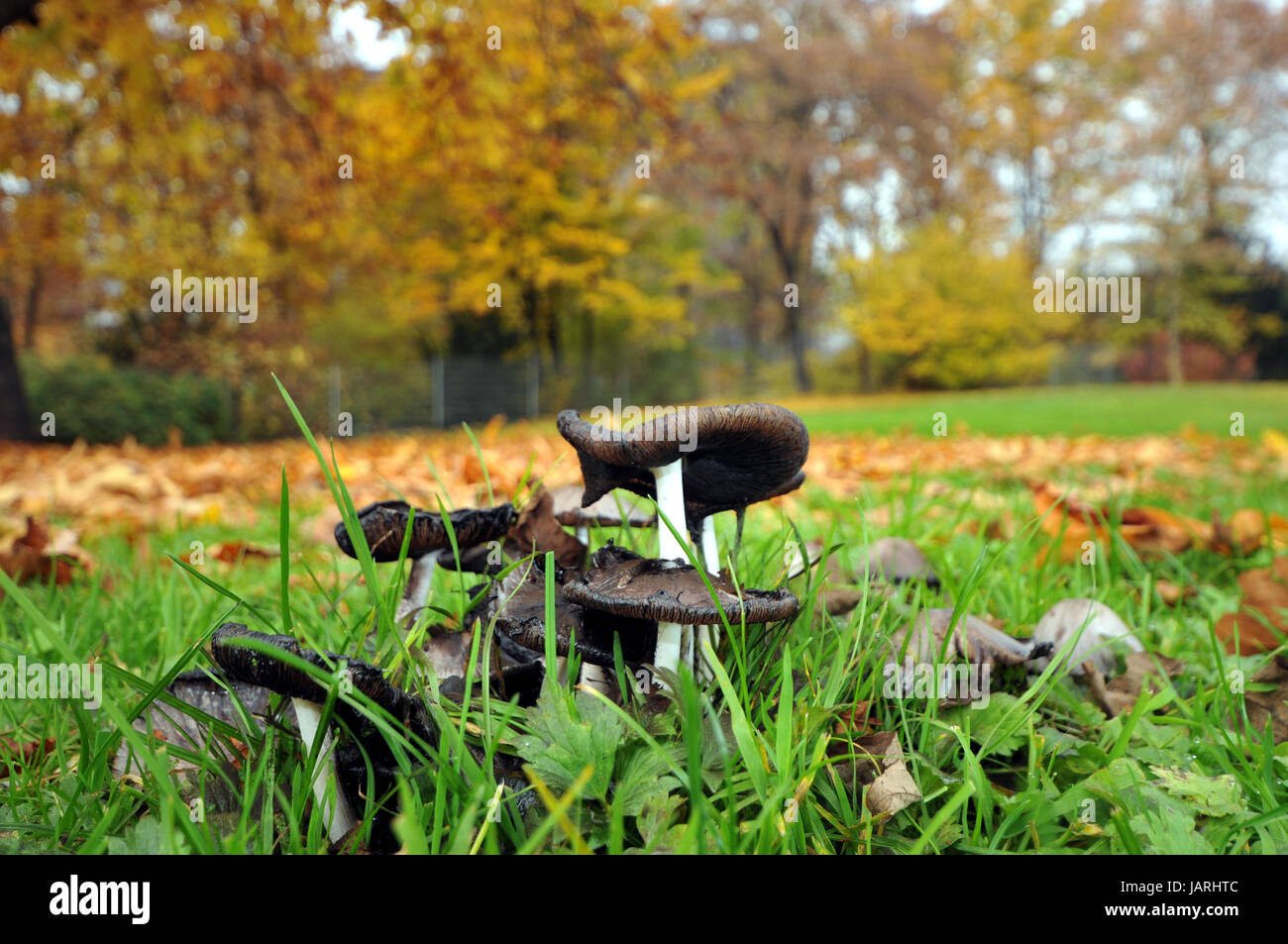 mushroom time in the park Stock Photo - Alamy