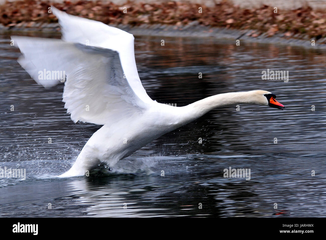 swan on the attack Stock Photo - Alamy